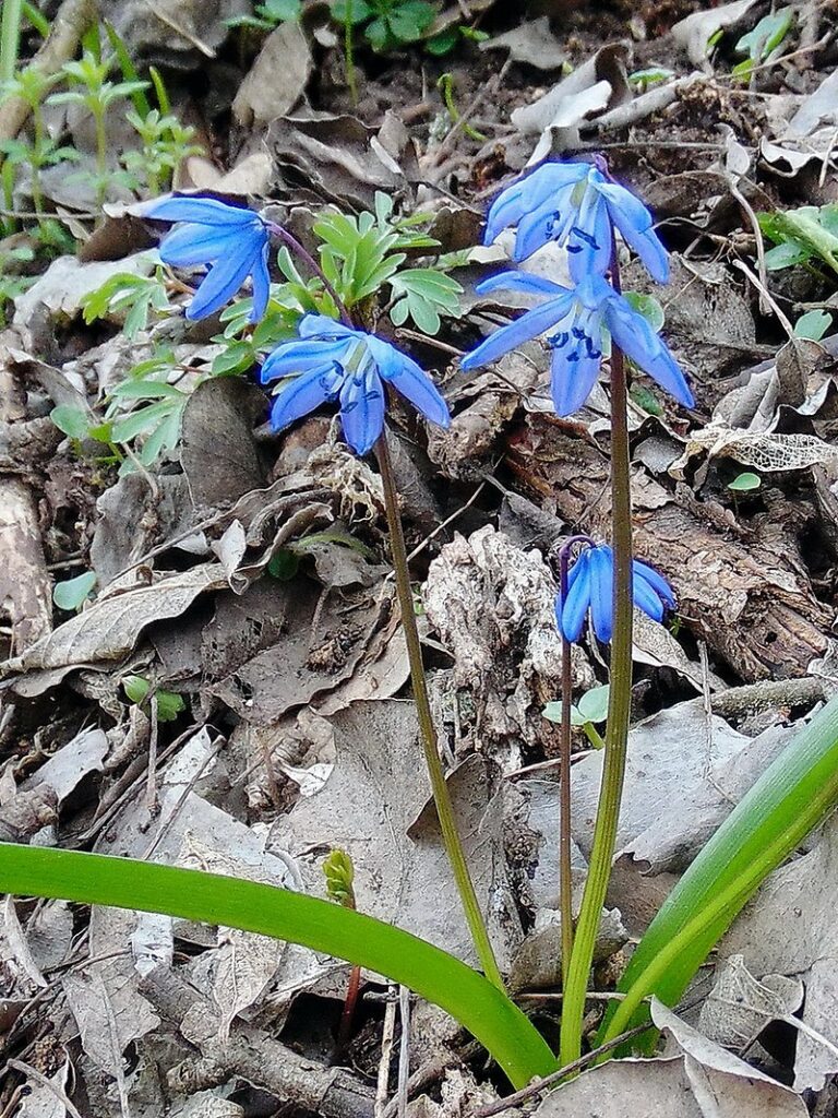 Пролісок - UAHistory